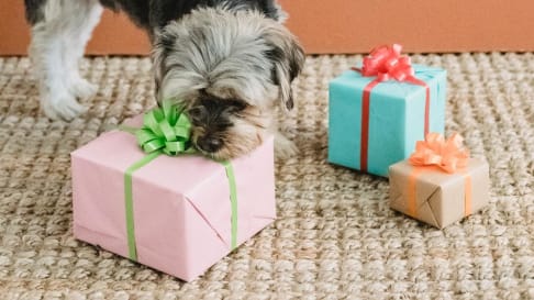 15 Types of Quizzes: Templates & Examples | Opinion Stage